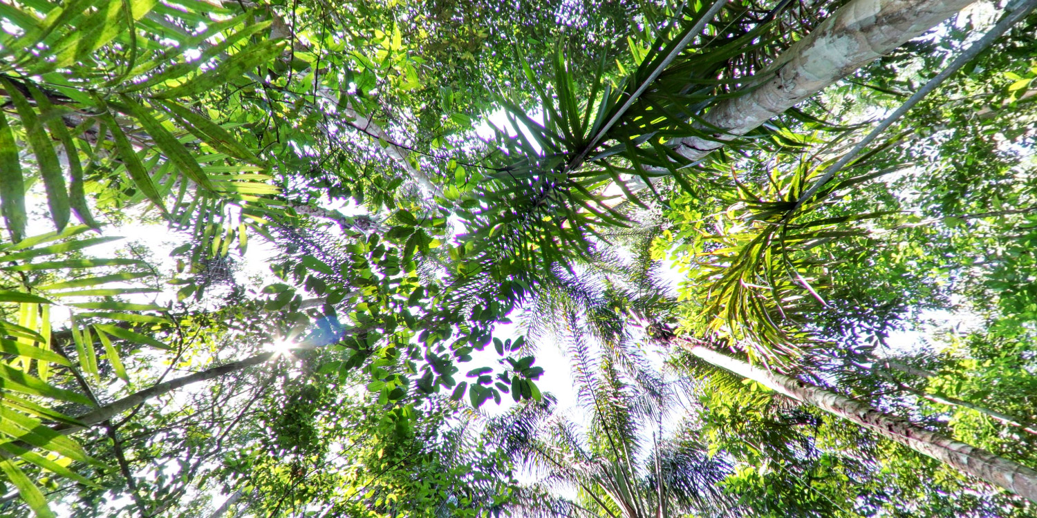 Street View treks: Amazon – About – Google Maps
